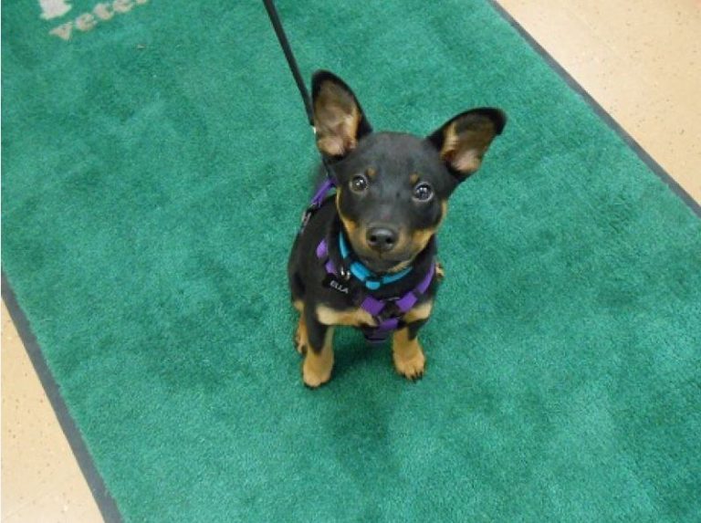 Highland Park Pet Pulse Oximetry Veterinary | Higland Park Veterinary ...